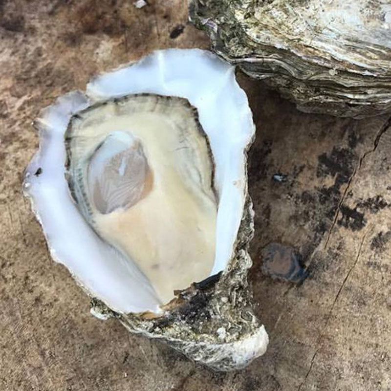 Whitstable Rock Oysters (XXL) – Whitstable Oyster Home Delivery